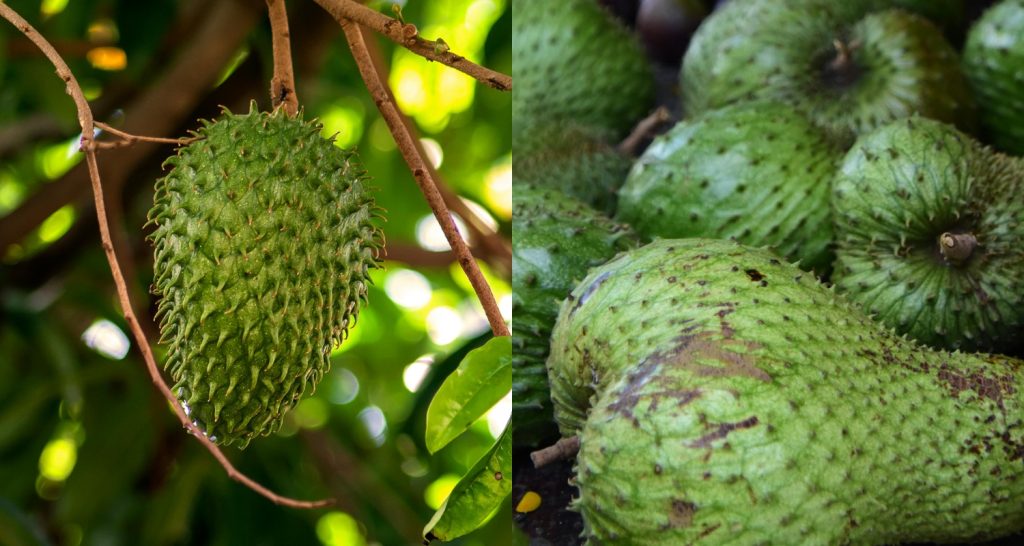 Does Soursop Make You Poop? - FVR